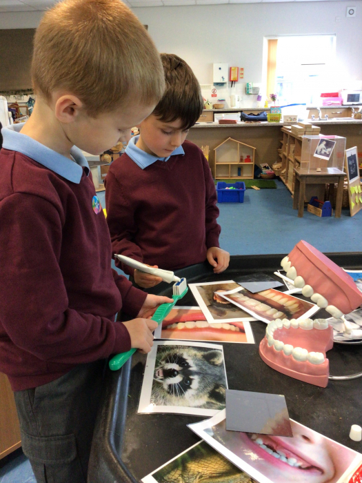 Bridgemere CE Primary School | Healthy teeth....