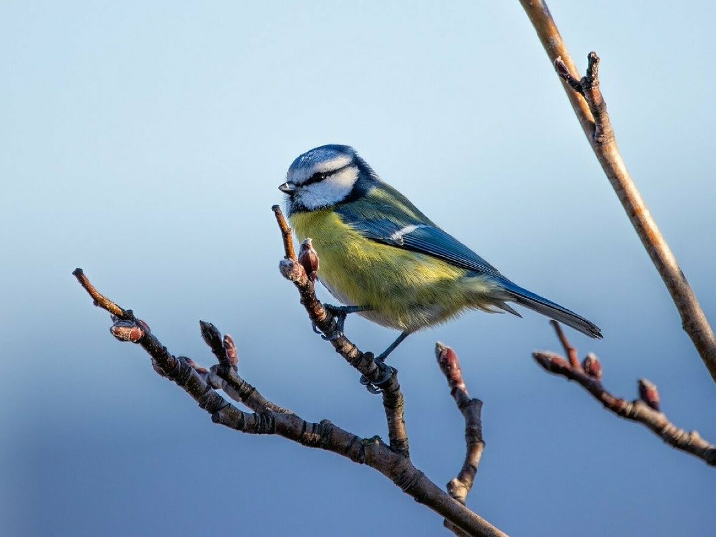 Tarvin Community Woodland Trust | Birds
