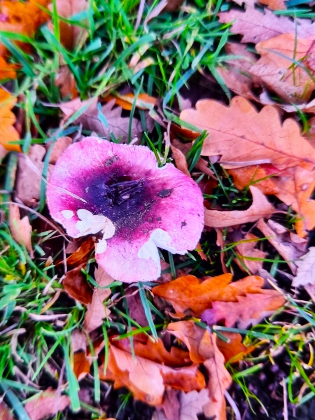 AudlemOnline | The Face of Fungi