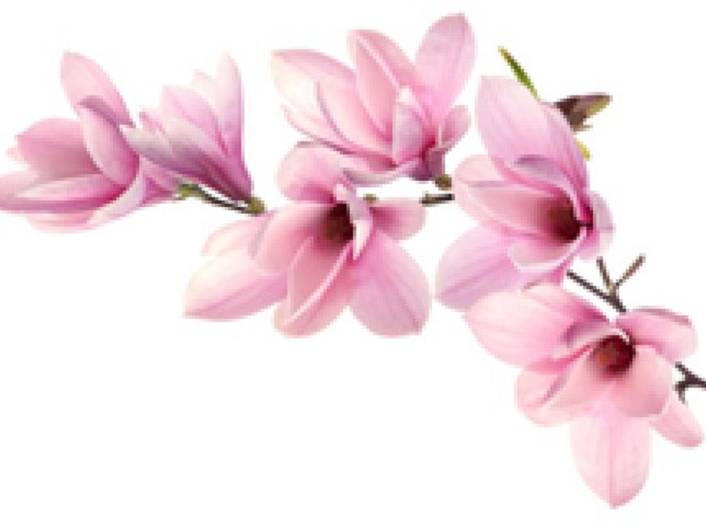 AudlemOnline | Judith Rees